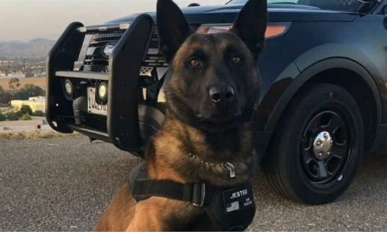 K9 Services - Chaka Force Security